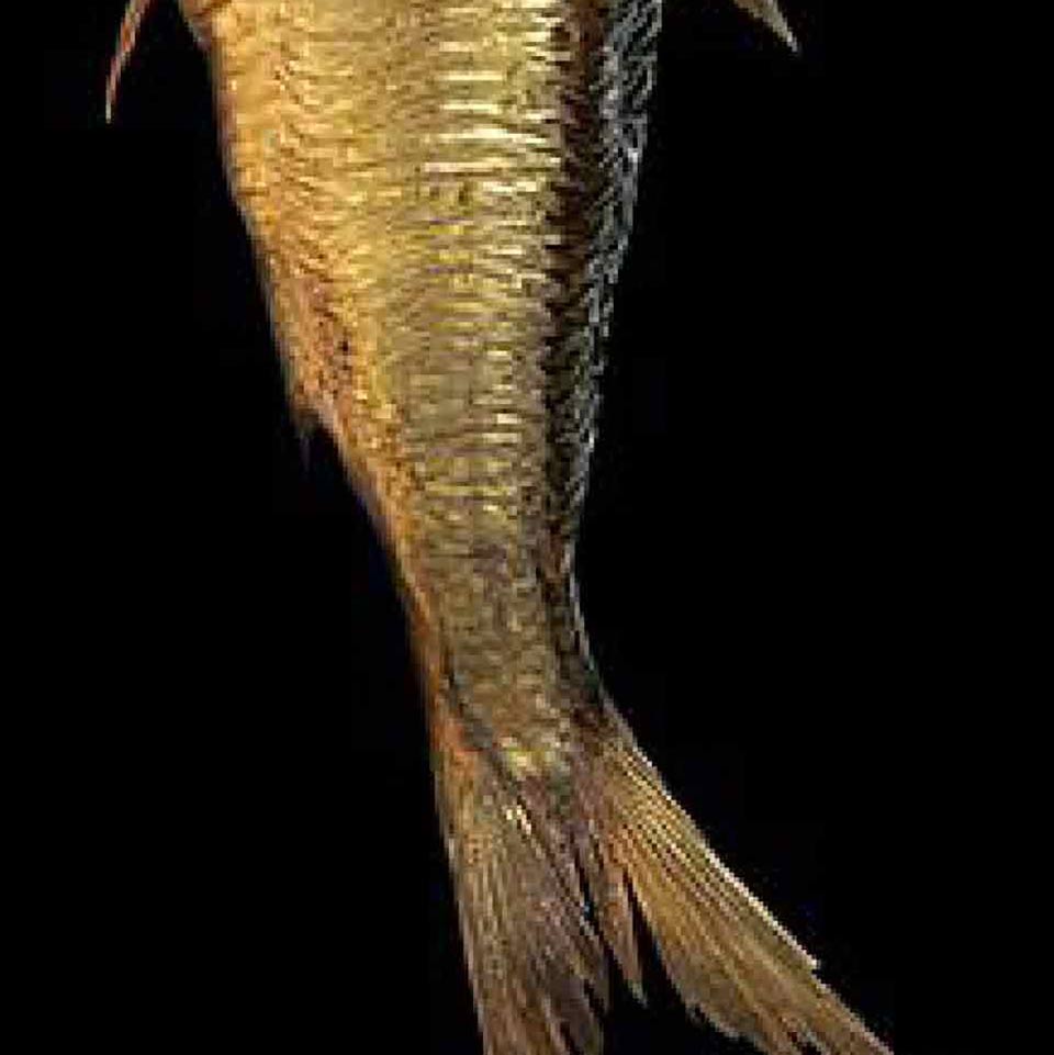 Koscher & Co | Jüdisches Museum Berlin